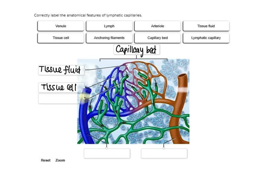 SOLVED: Label the diagram showing the relationship between the ...