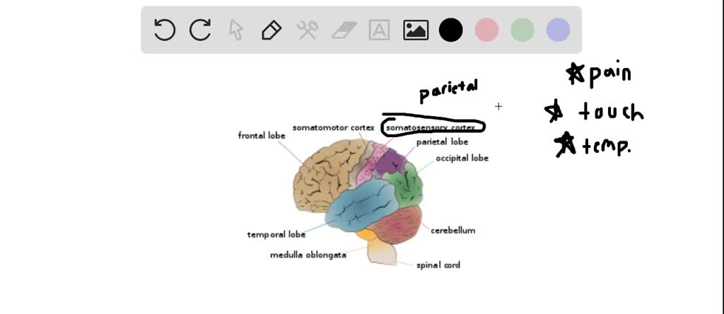 SOLVED: tr Met 0l the brain Which of the labelled structures contain cells bodies of neurons ...
