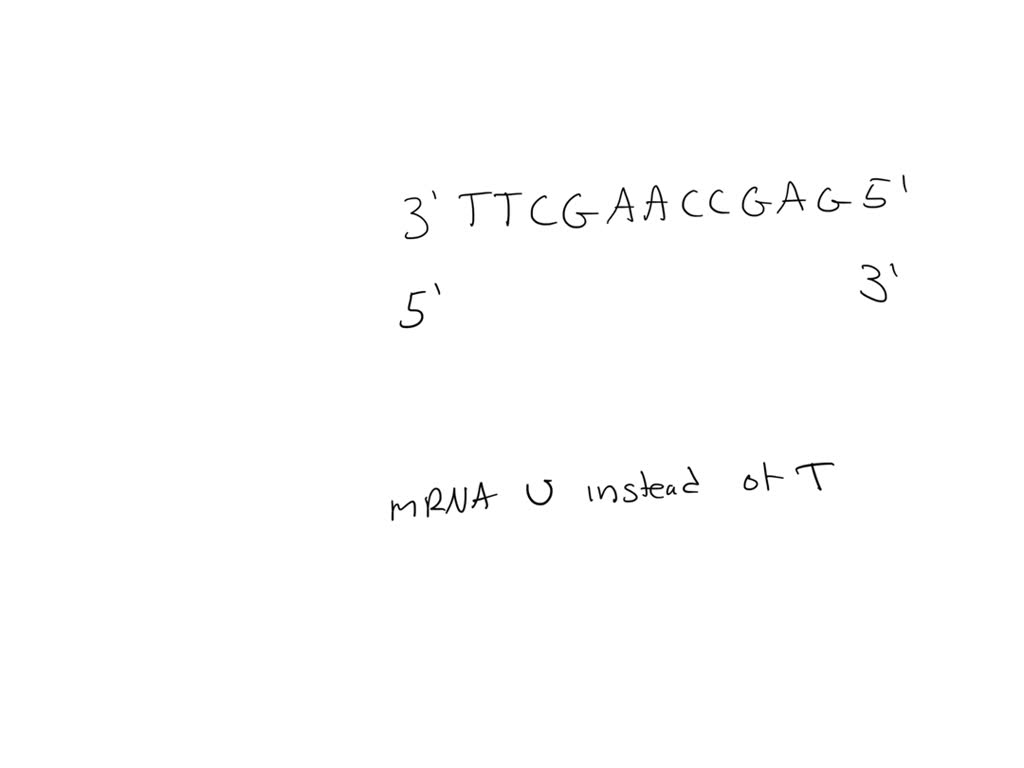 SOLVED: Question 12 Here is a portion of a hypothetical DNA sequence: 3 ...
