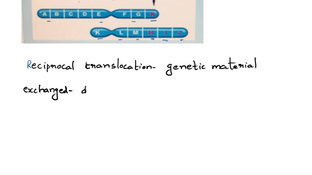 SOLVED: The following diagram represents two non-homologous chromosomes ...