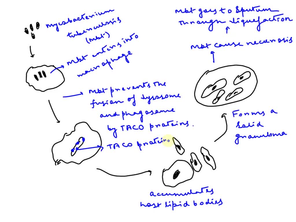 SOLVED: Draw the life cycle of Mycobacterium tuberculosis (TB ...