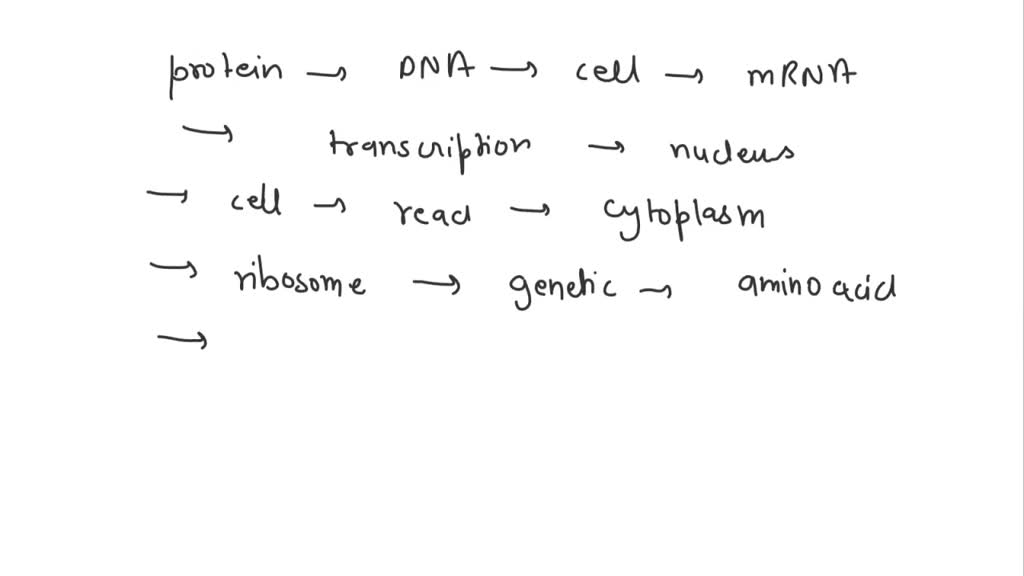 SOLVED: 'Starting with DNA how are proteins made? Include the locations ...