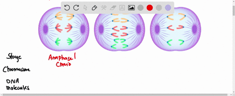 The diploid chromosome number for a certain plant species is...