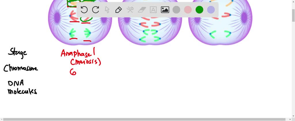 SOLVED: Identify the stage of division and the diploid number of the ...