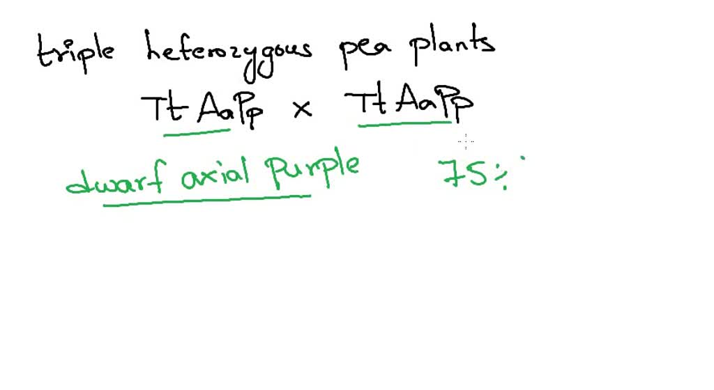 SOLVED: Imagine the same cross of two triple heterozygous pea plants ...