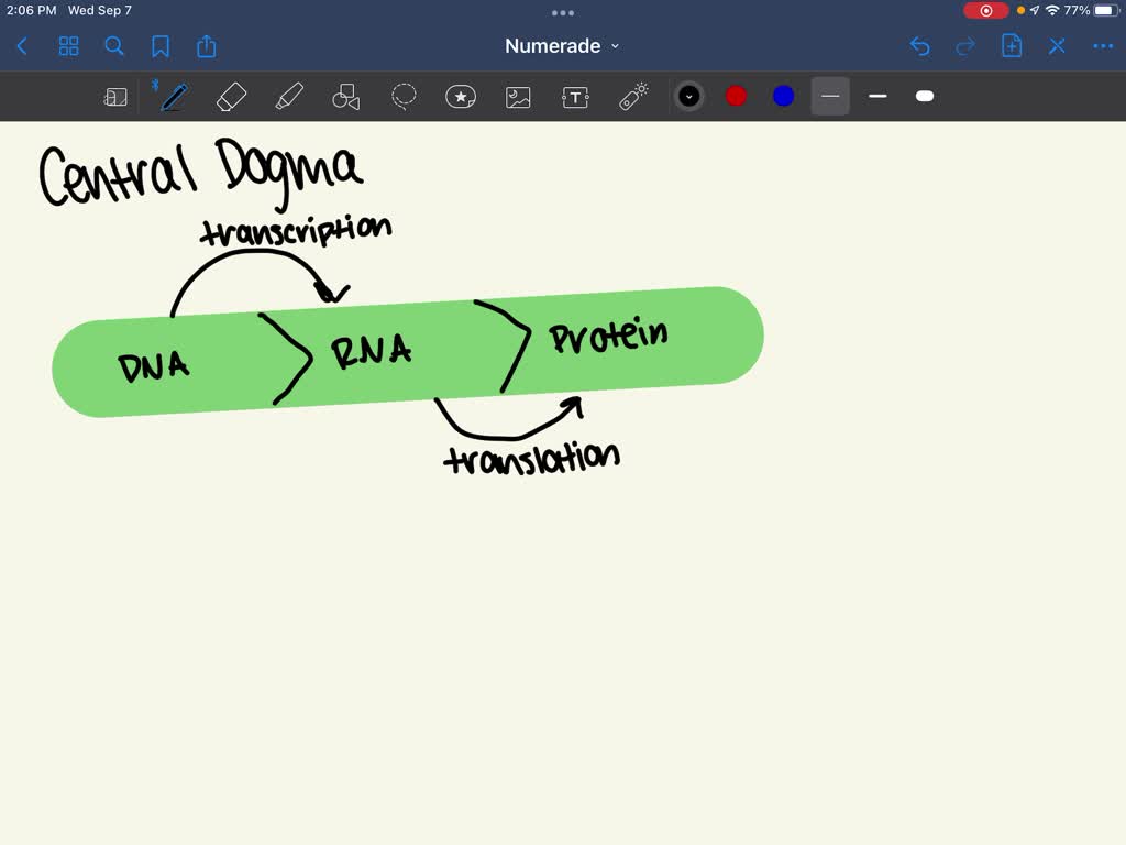 SOLVED: Write out the steps in the Central Dogma. List where each step ...