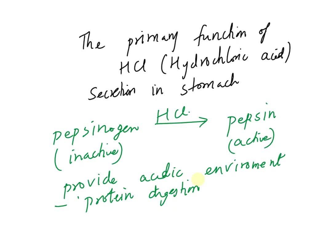 SOLVED: The primary functions of HCl secretion in the stomach are: A ...