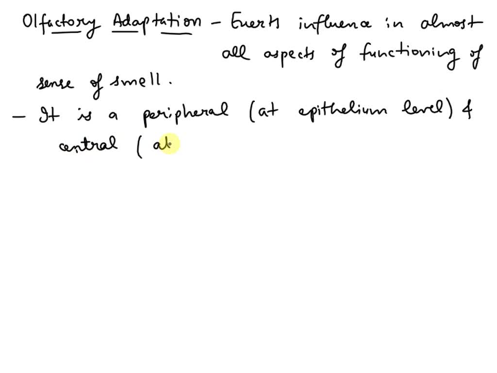 Solved What Is The Olfactory Pathway Starting From Odorant To The Primary Olfactory Area How