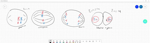 6. Using colored pens or pencils, show how 2 chromosomes are passed ...