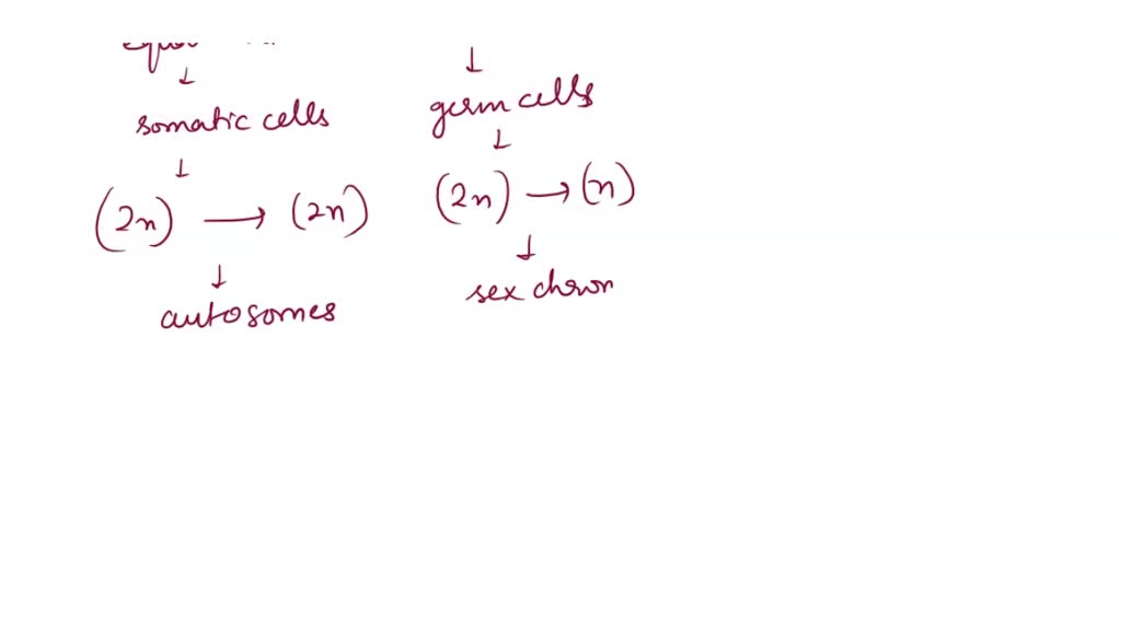 Identify the stages of meiosis by filling in the blanks; and then ...