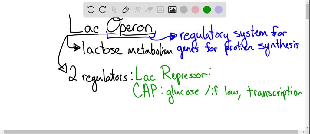SOLVED: Draw the lac-operon and its genes. Label the following ...