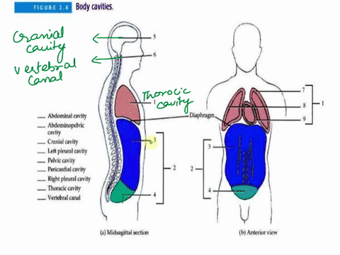 lduanw rt labeling activity the anterior and posterior body cavities ...