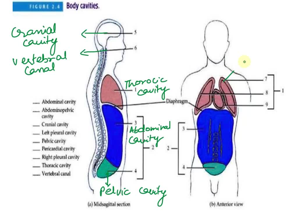 SOLVED: Matching- body cavities Figure 3:Body Cavities 89.Abdominal ...
