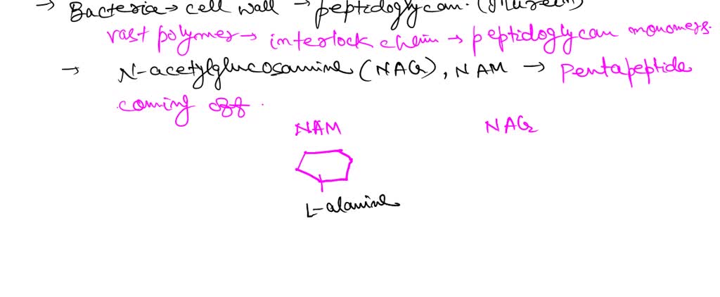 SOLVED: For bacteria with peptidoglycan and Archea with pseudomurine, a ...