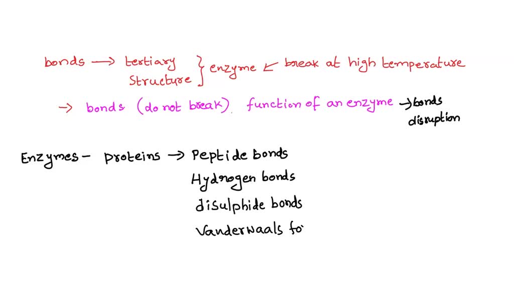 SOLVED: What types of bonds within the tertiary structure of an enzyme ...