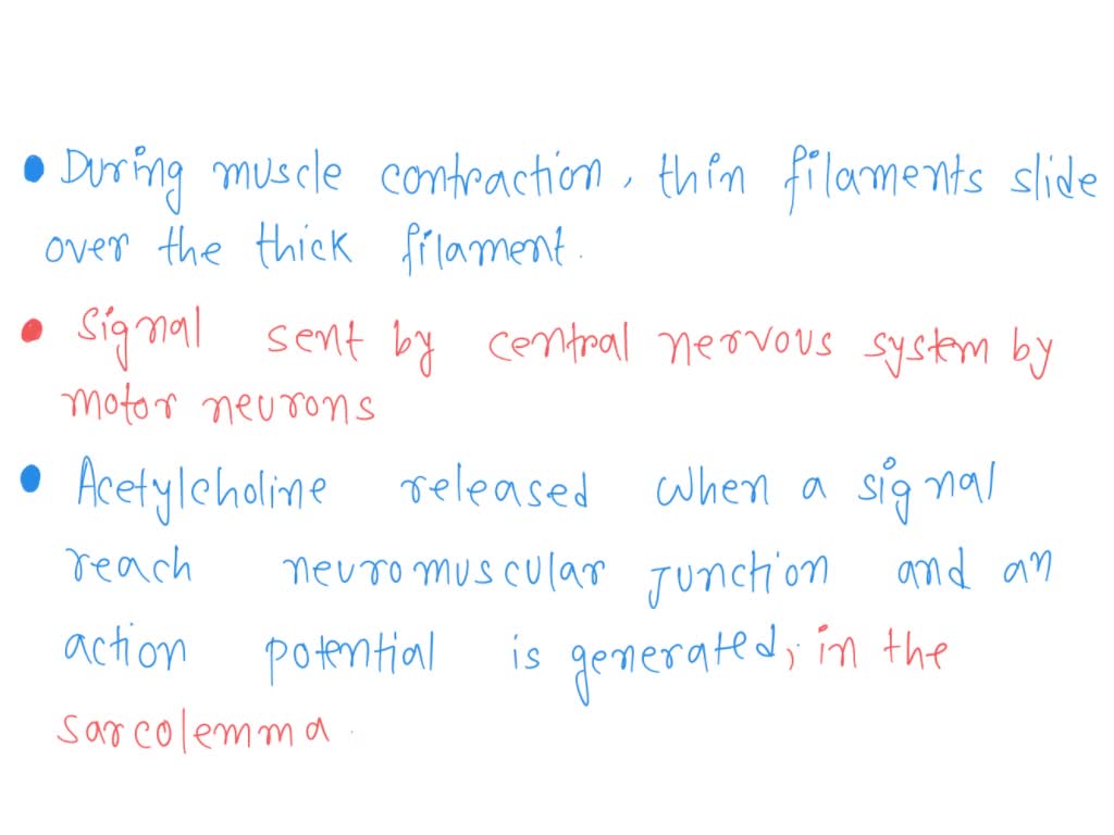 SOLVED: Problem Z (4 points) In skeletal muscle, depolarization of the ...