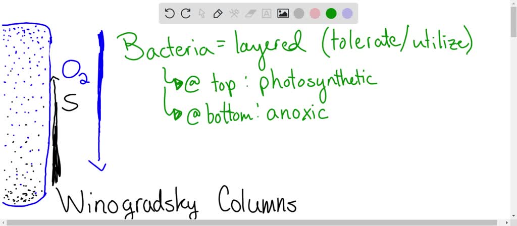 SOLVED: How would light shining on one side of the Winogradsky column ...
