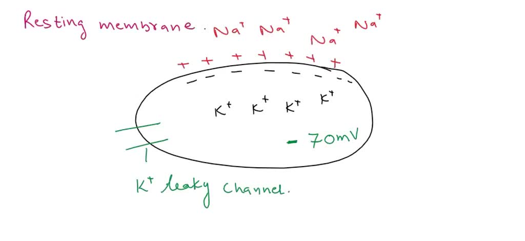 SOLVED: The resting potential of a neuron is the membrane potential ...