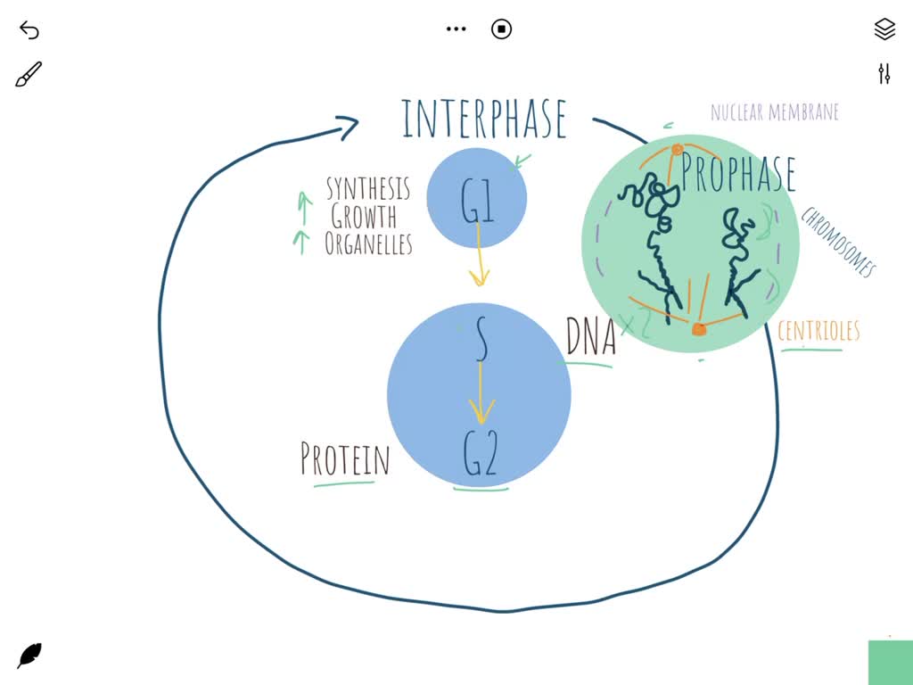 SOLVED: Draw and label the phases of interphase and mitosis, including ...