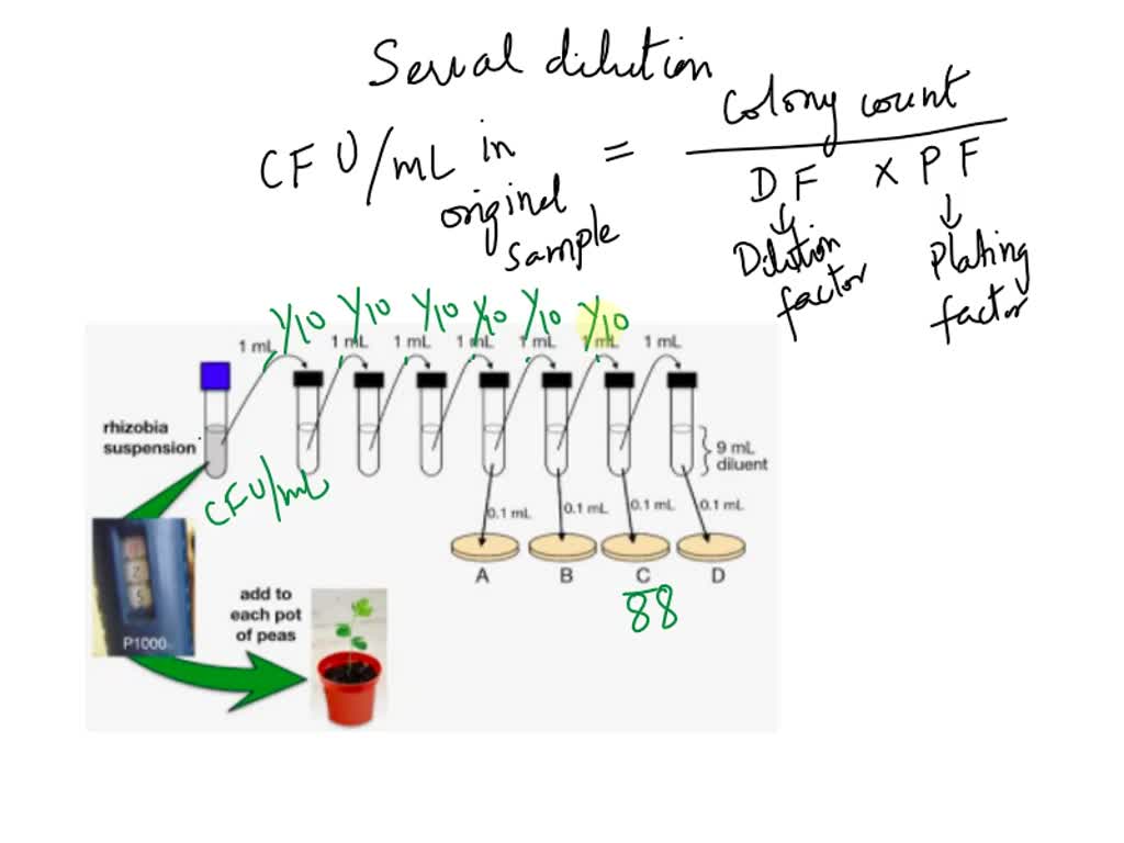 SOLVED: One day after the viable count assay was inoculated and ...