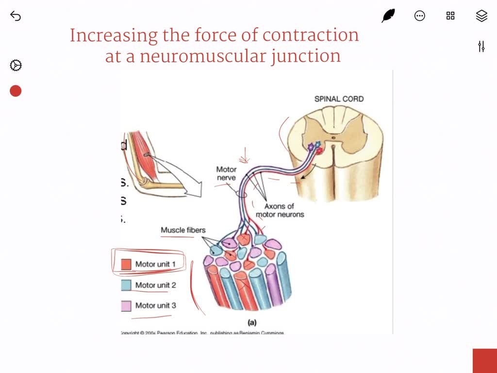 SOLVED: If you wanted maximal muscle force output, what motor unit(s ...