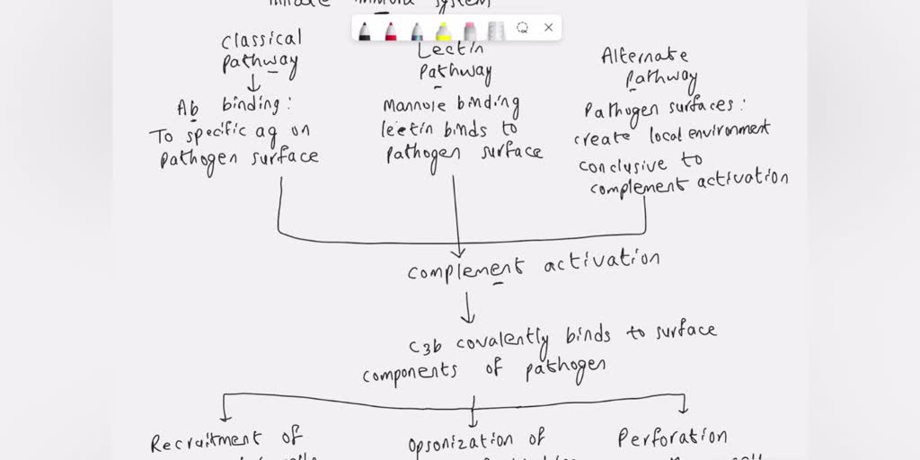 SOLVED: List the three pathways for complement activation and the three ...