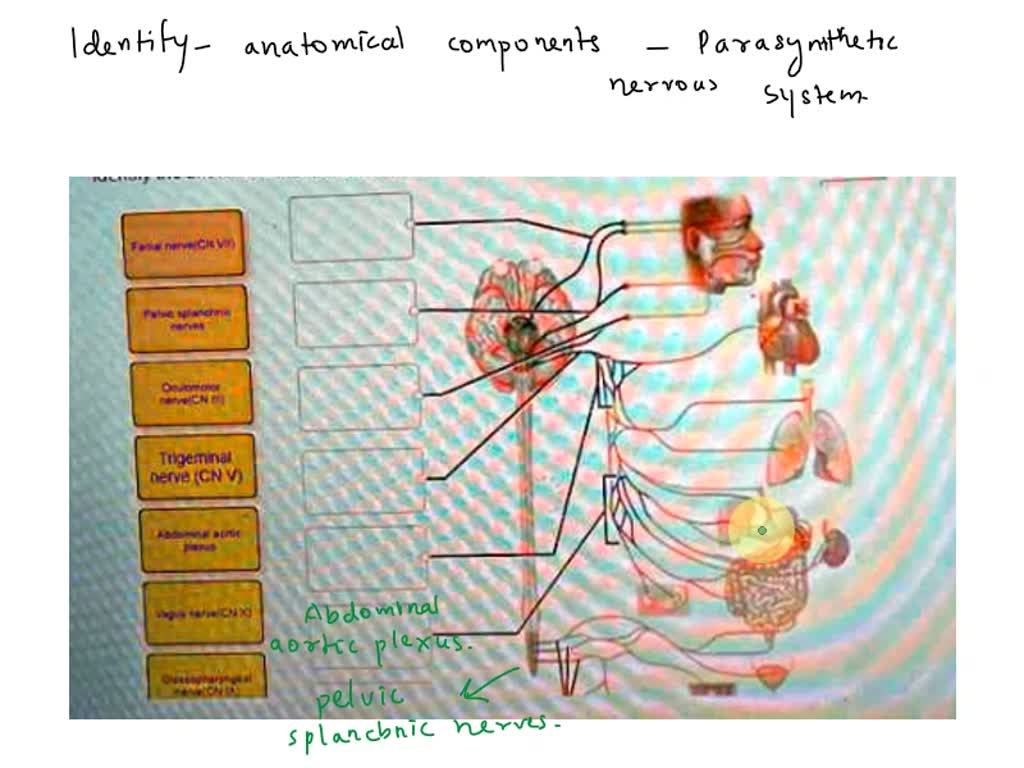 SOLVED: Click and drag each label on the left to identify the ...