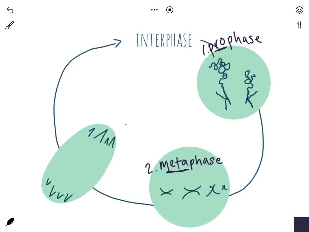 SOLVED: Arrange the phases of mitotic cell division in chronological ...