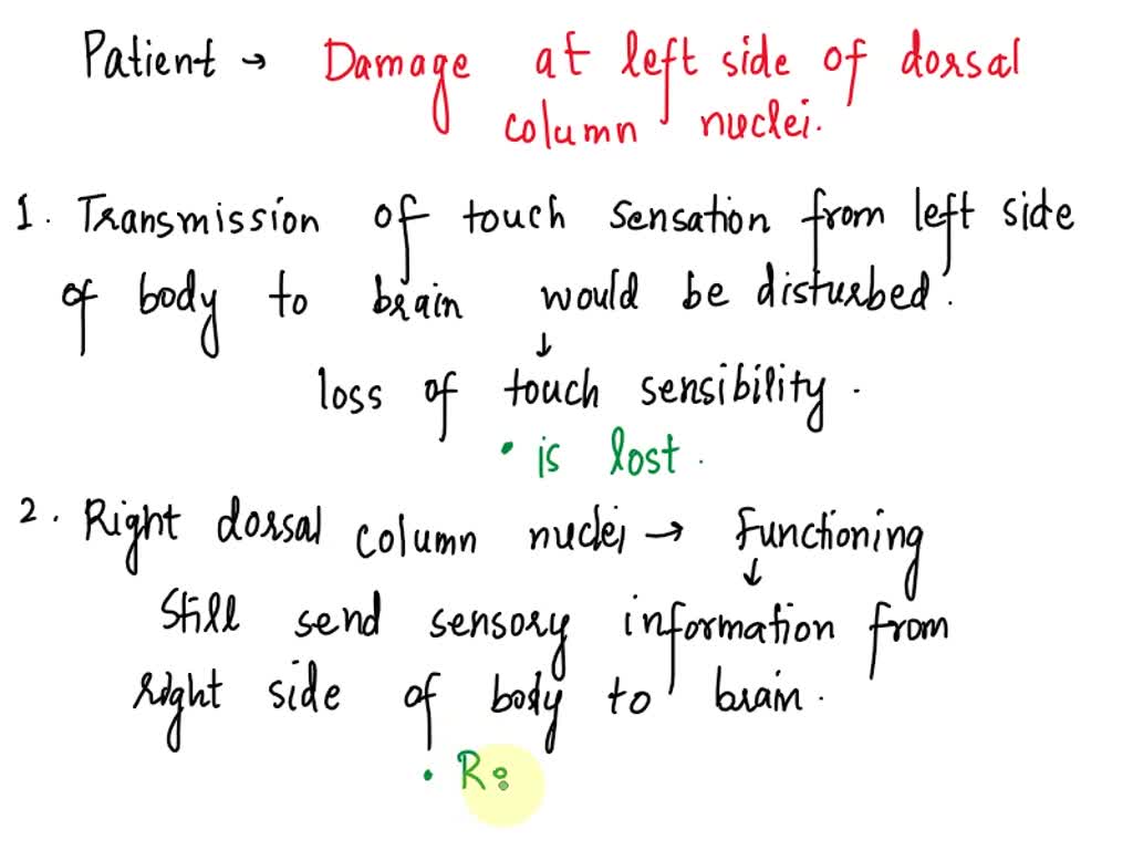 SOLVED: If there is a lesion in the left dorsal column, then the ...