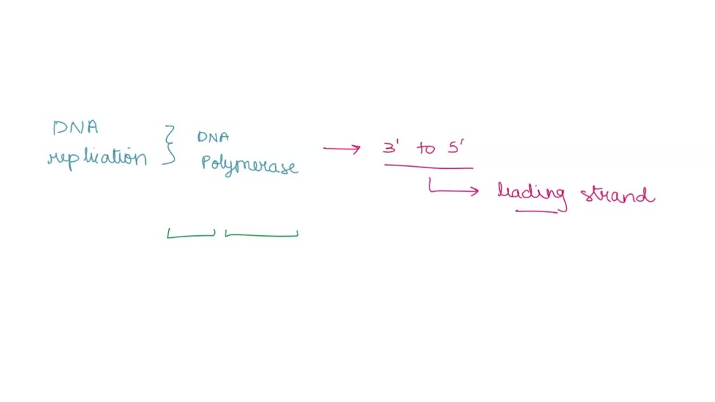 SOLVED: What is the end-replication problem? Why, in the absence of ...