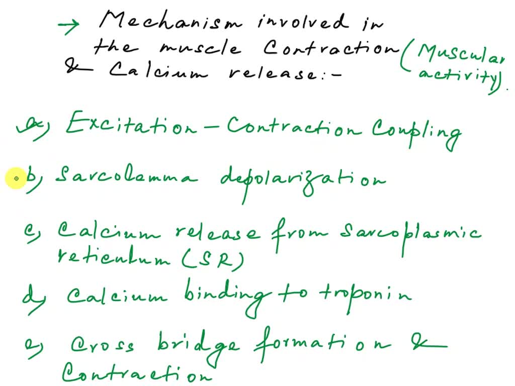 SOLVED: Describe the mechanism of contraction including the control of ...