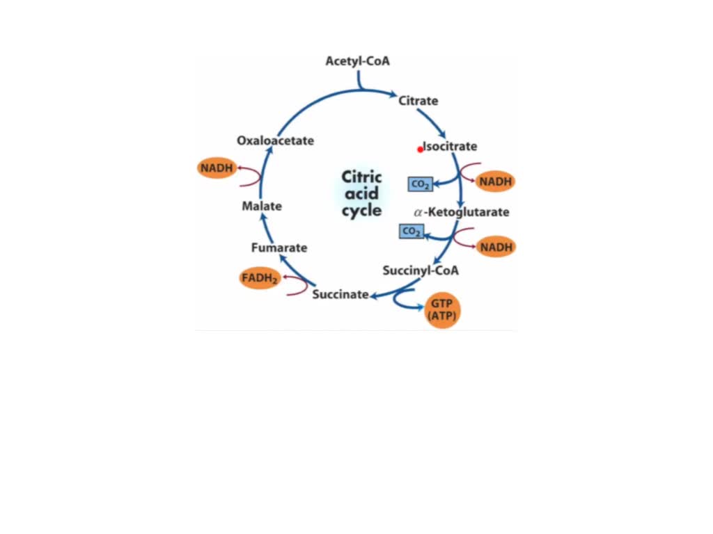 SOLVED: Which of the following metabolic processes within a plant cell ...