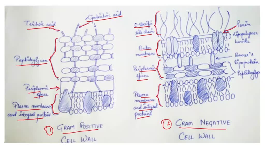 SOLVED In Figure 2 Which Diagram Of A Cell Wall Is A Gram positive