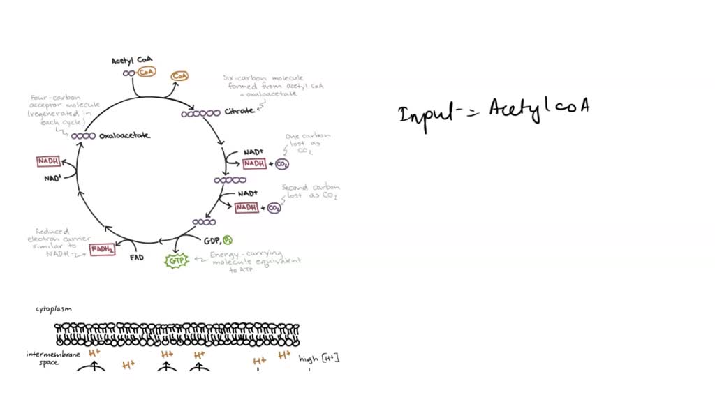 SOLVED: Texts: Label the stages, inputs, and outputs of cellular ...
