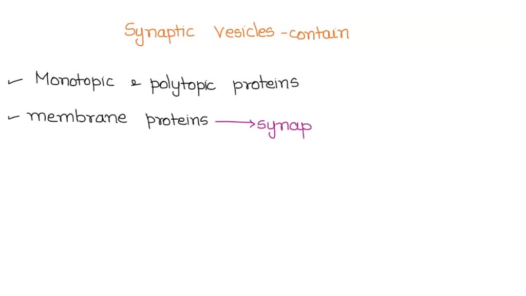 SOLVED: 10. What do synaptic vesicles contain? Where do they originate ...