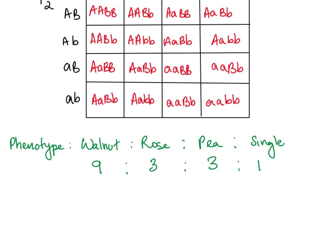 SOLVED: In chickens, four comb phenotypes occur (single comb, walnut ...