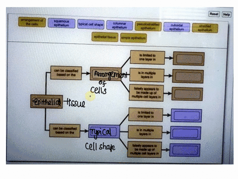 complete the concept map to name and locate the major regions of the ...