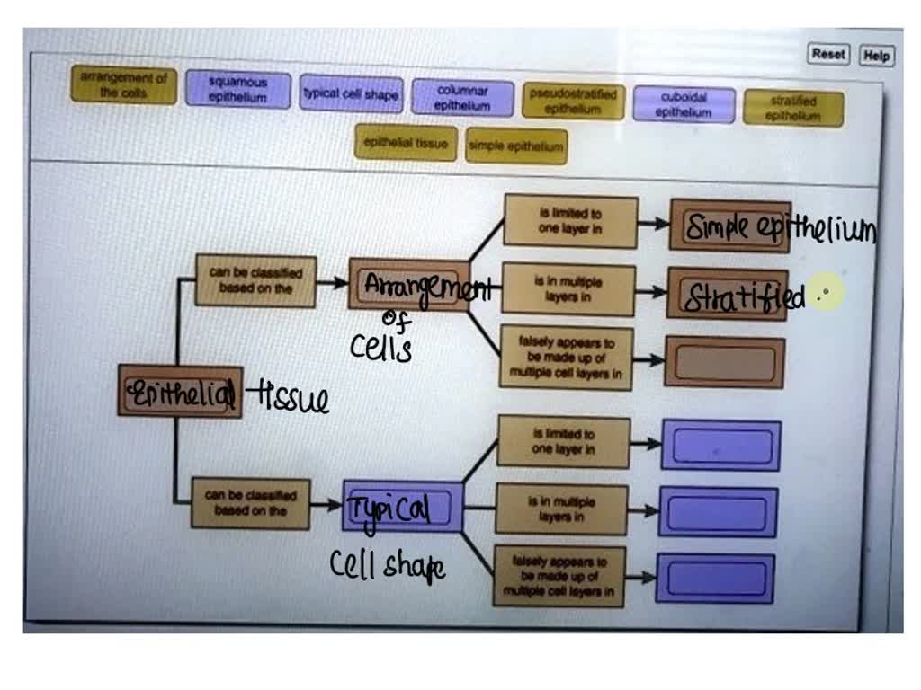 SOLVED: Complete the Concept Map to describe how to determine the extent of a burn and ...