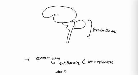 Describe the brain stem region. What is the composition of...
