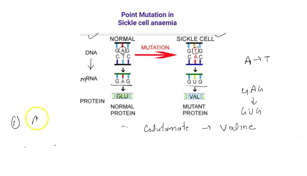 SOLVED: Compare the two DNA template strand sequences and identify ...