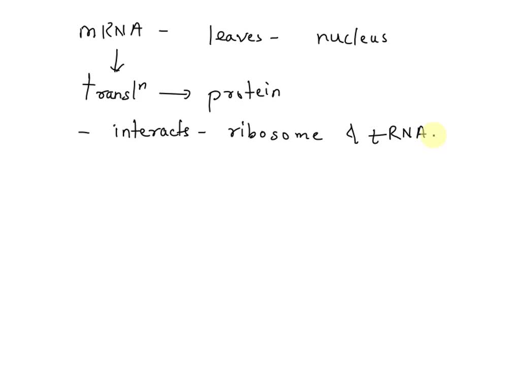 SOLVED: Once an mRNA transcript leaves the nuclues. Choose all correct ...