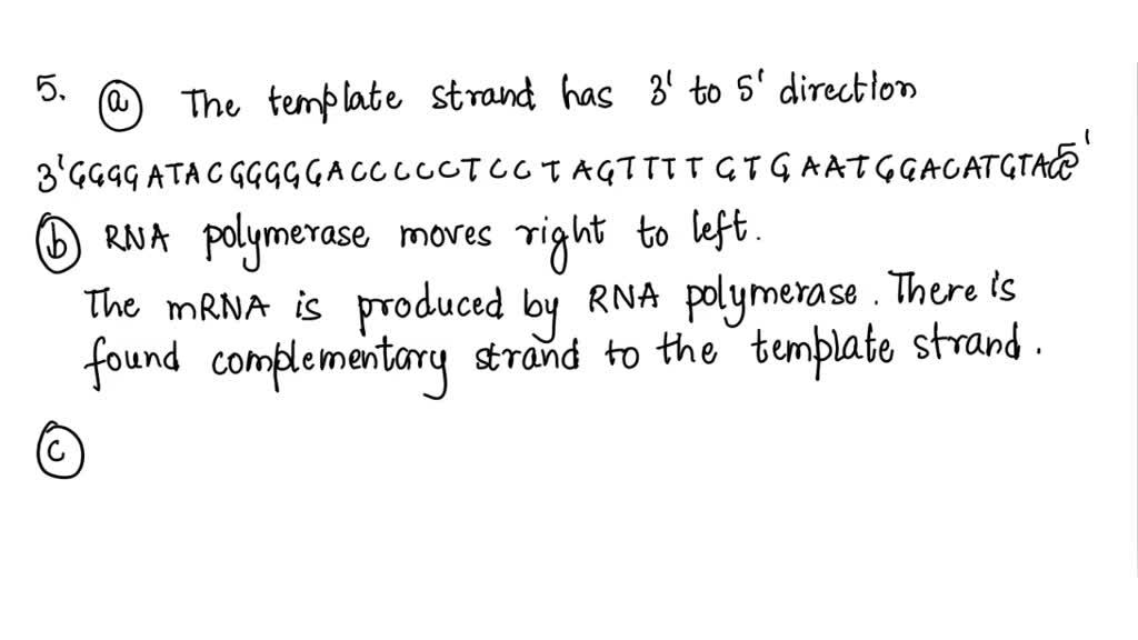 SOLVED: The sequence of a complete eukaryotic gene encoding the small protein Met Tyr Arg Gly ...