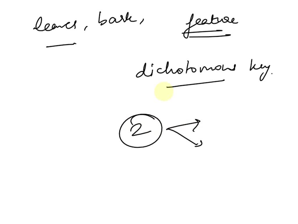 Part 3: Using a Dichotomous Key to Identify Trees In this section, a ...