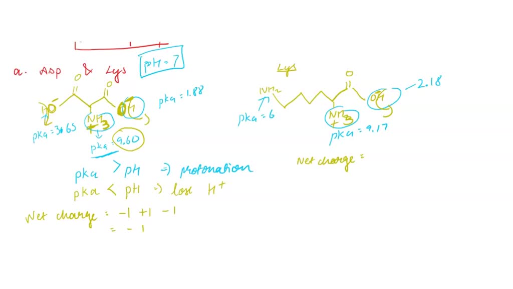Solved Mixtures 0f Amino Acids Are Analyzed By First Separating The