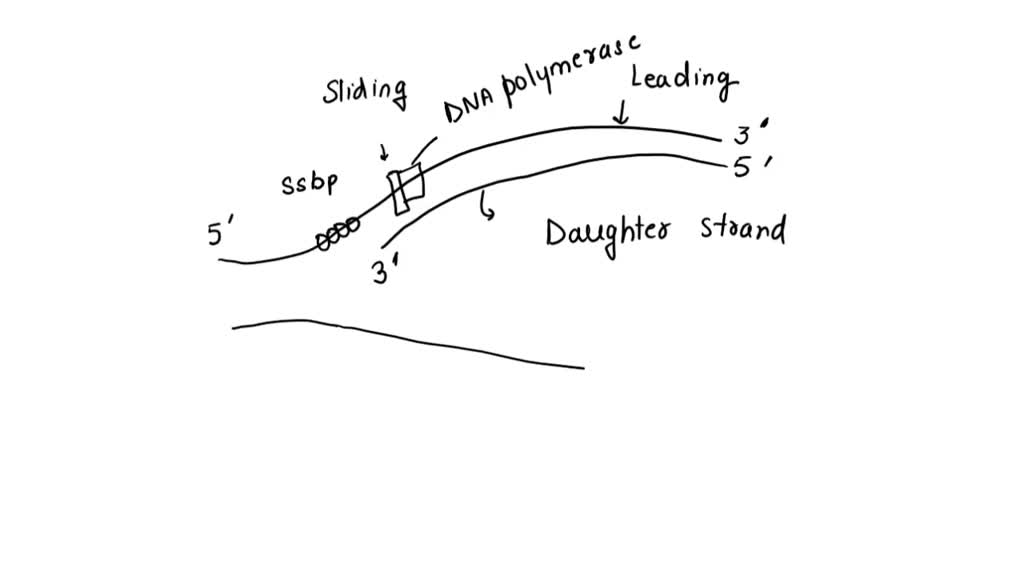 SOLVED: Label the parts of the DNA replication fork. DNA helicase ...