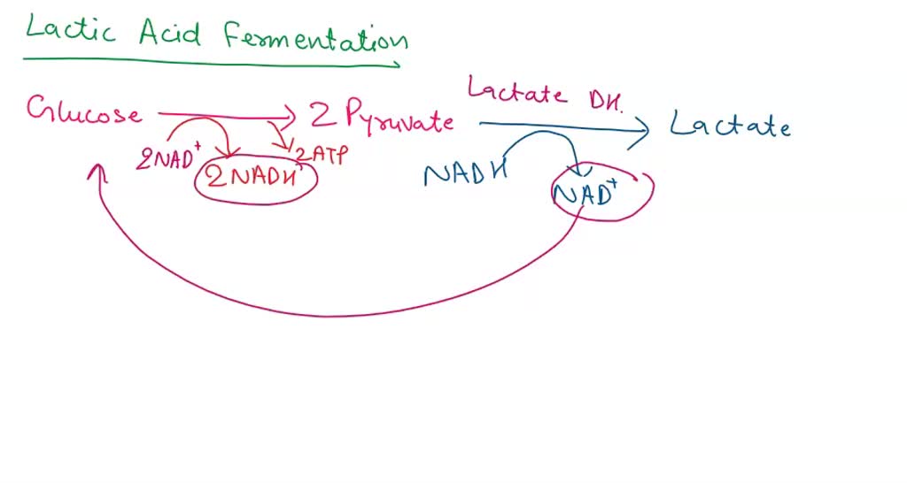SOLVED: Lactic acid is a byproduct formed at the end of anaerobic ...
