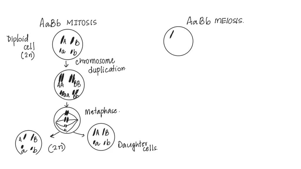 SOLVED: Draw a cell with genotype AaBB as it undergoes meiosis, PLEASE ...