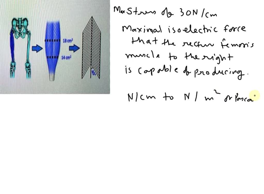 SOLVED: With a maximal stress of 30 N/cmÂ², what is the maximal ...