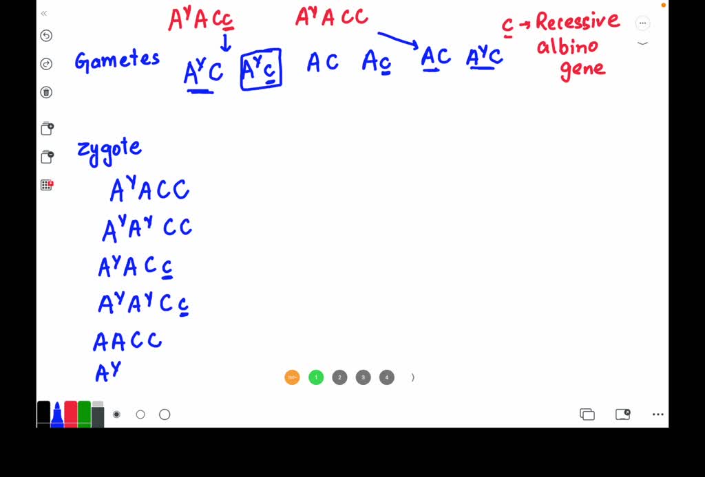 SOLVED: In mice, the AY allele of the agouti gene is a recessive lethal ...