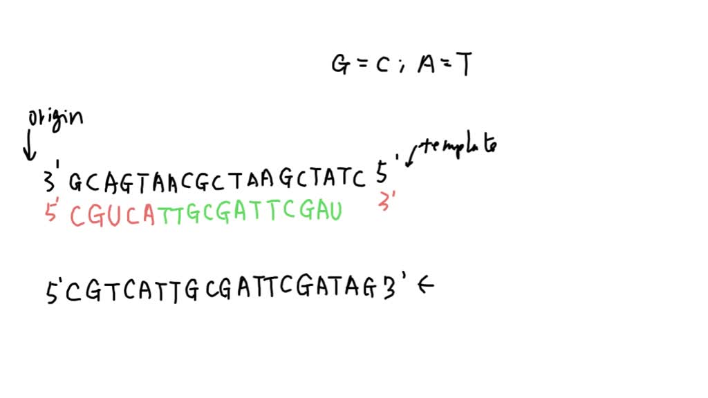 SOLVED: GCAGTAACGCTAAGCTATCLhe DNA sequence written in the diagram corresponds to the parental ...
